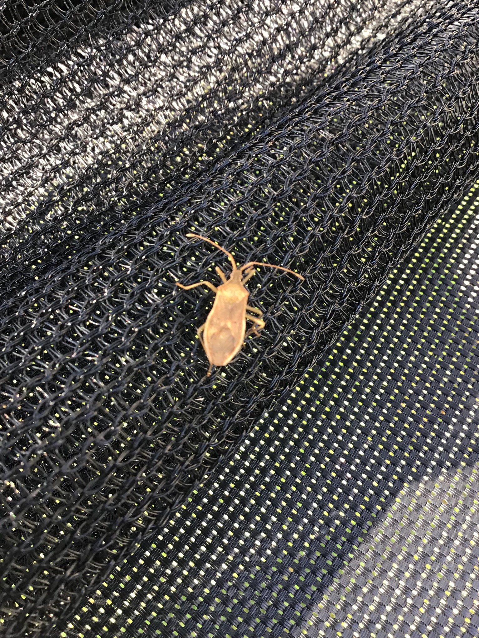 Homoeocerus Burmeister, 1835