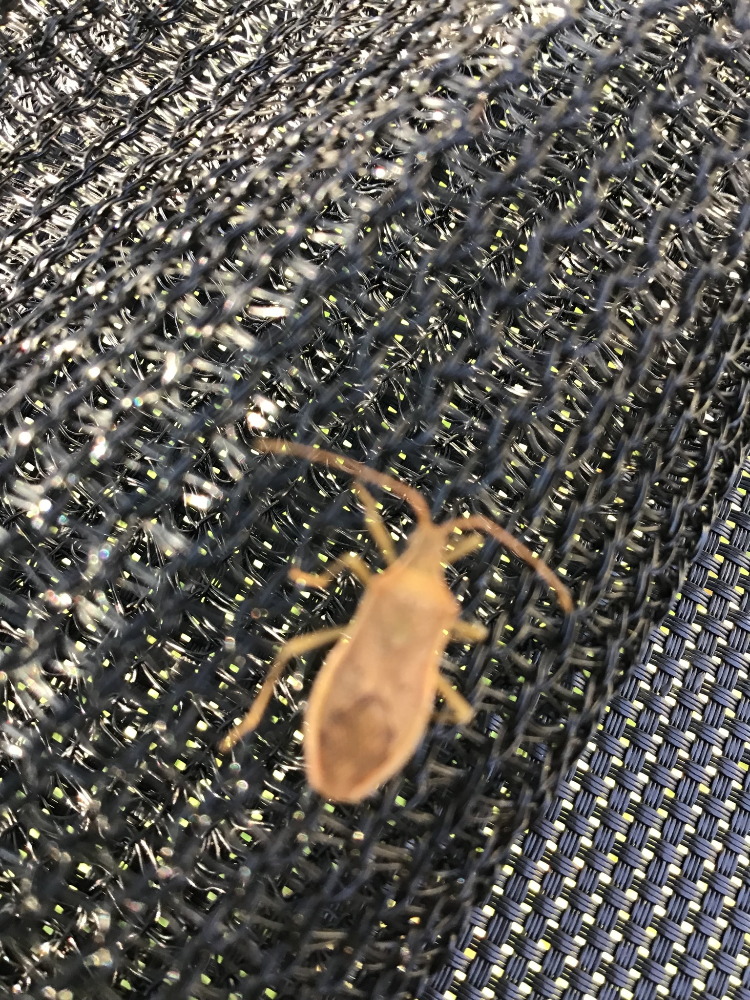 Homoeocerus Burmeister, 1835