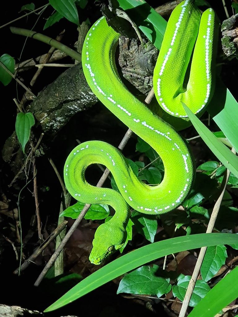 Southern Green Python in January 2023 by James Cornelious · iNaturalist