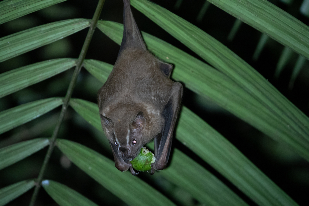 Great Fruit-eating Bat from Putumayo, Ecuador on September 22, 2022 at ...