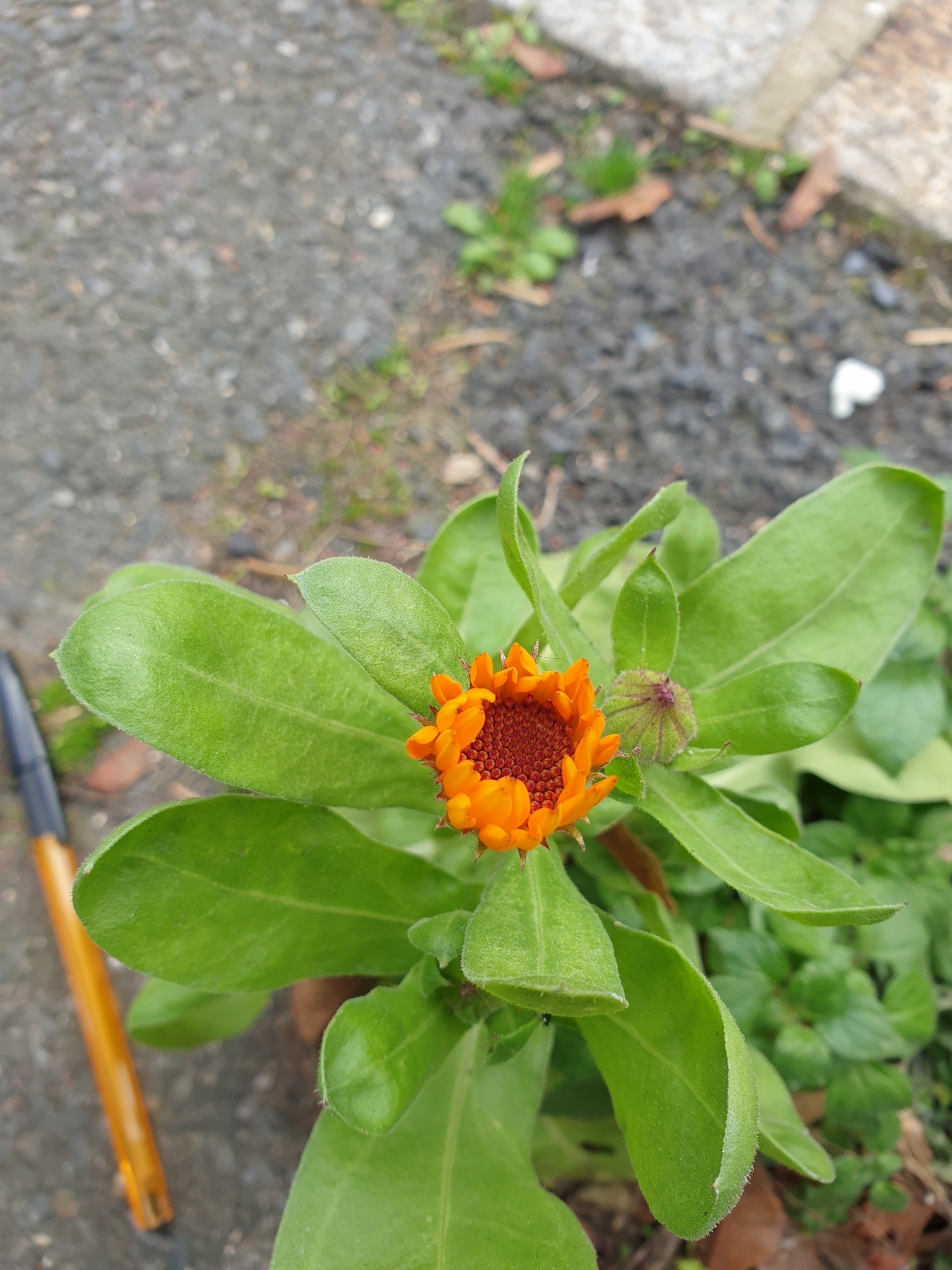 Calendula officinalis L.