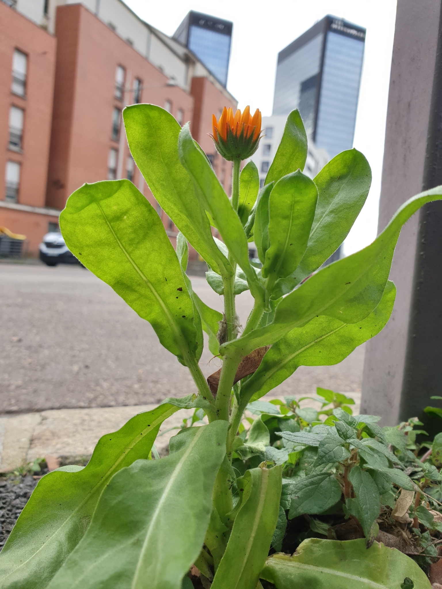 Calendula officinalis L.