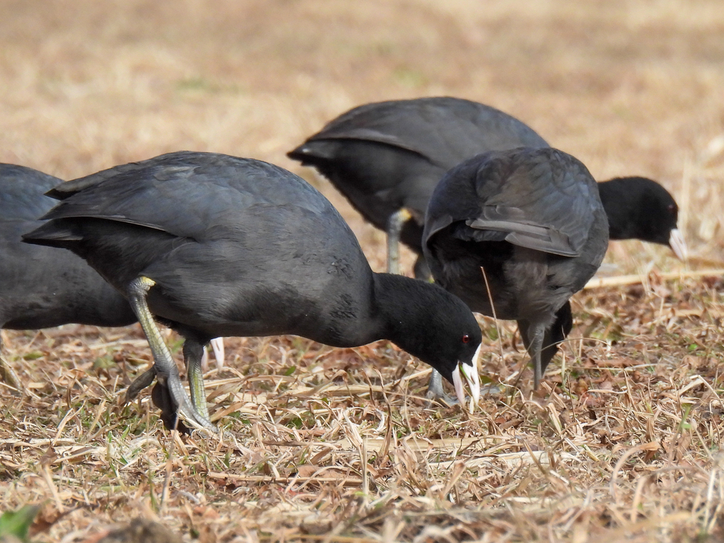 Eurasian Coot from Kohoku Ward, Yokohama, Kanagawa, Japan on February ...