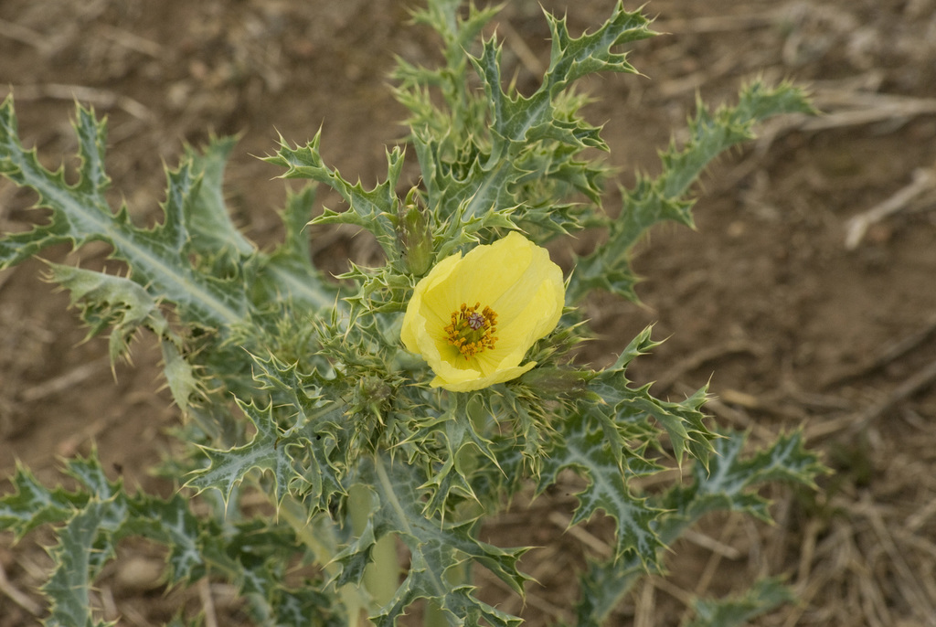 Mexican prickly poppy from Estancia El Retiro on October 16, 2015 by ...