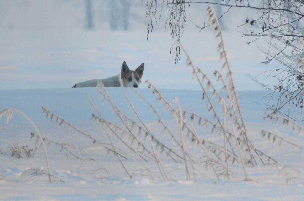 Domestic Dog from Новосибирский р-н, Новосибирская обл., Россия on ...