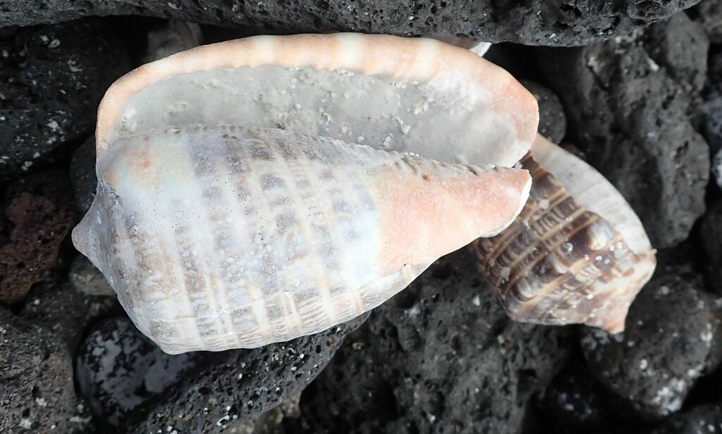 Galapagos cowry helmet from Isabela, Équateur on August 13, 2021 at 11: ...