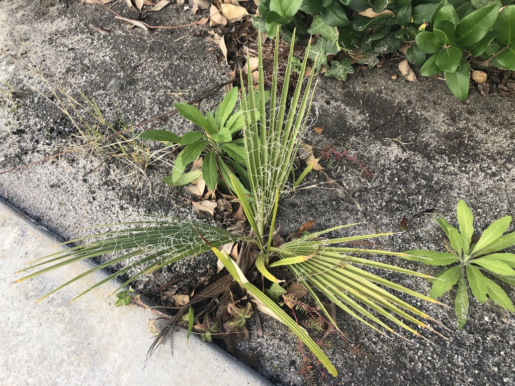 Washingtonia × filibusta from Foothill Ranch Towne Centre, Lake Forest ...