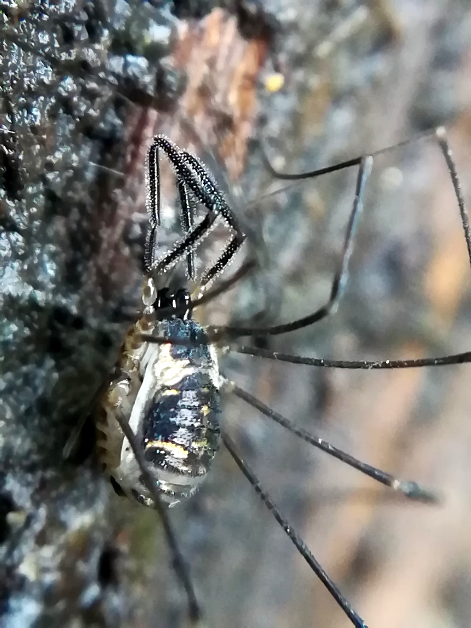 Nemastomatidae