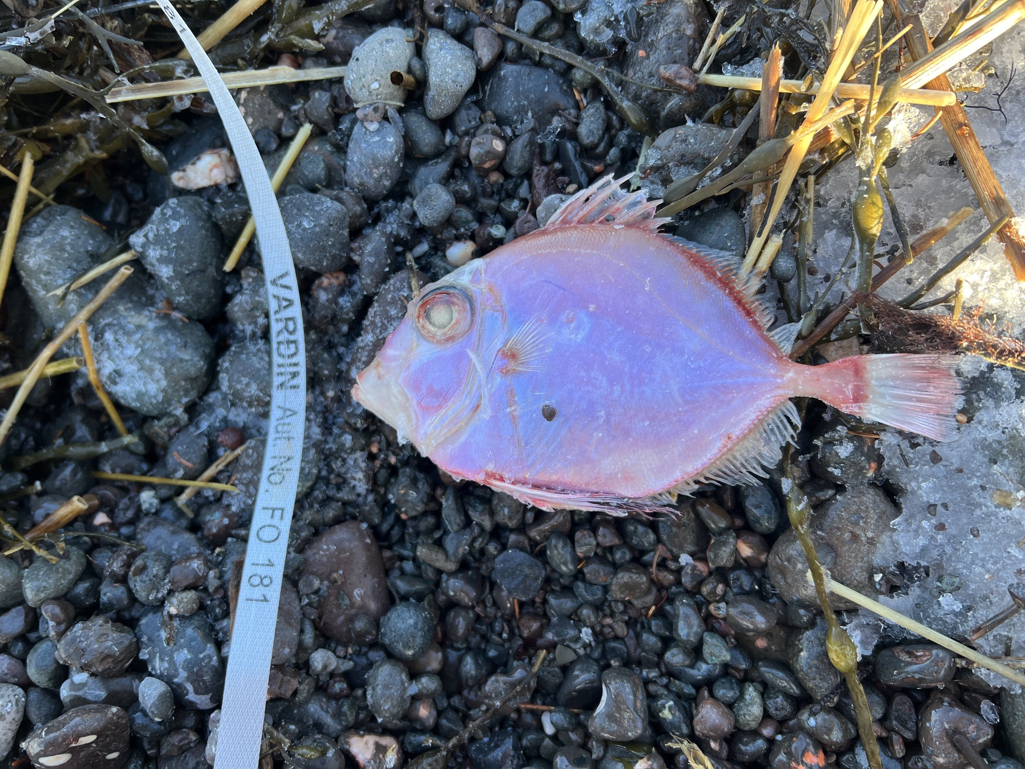 Cyttopsis rosea (Lowe, 1843)