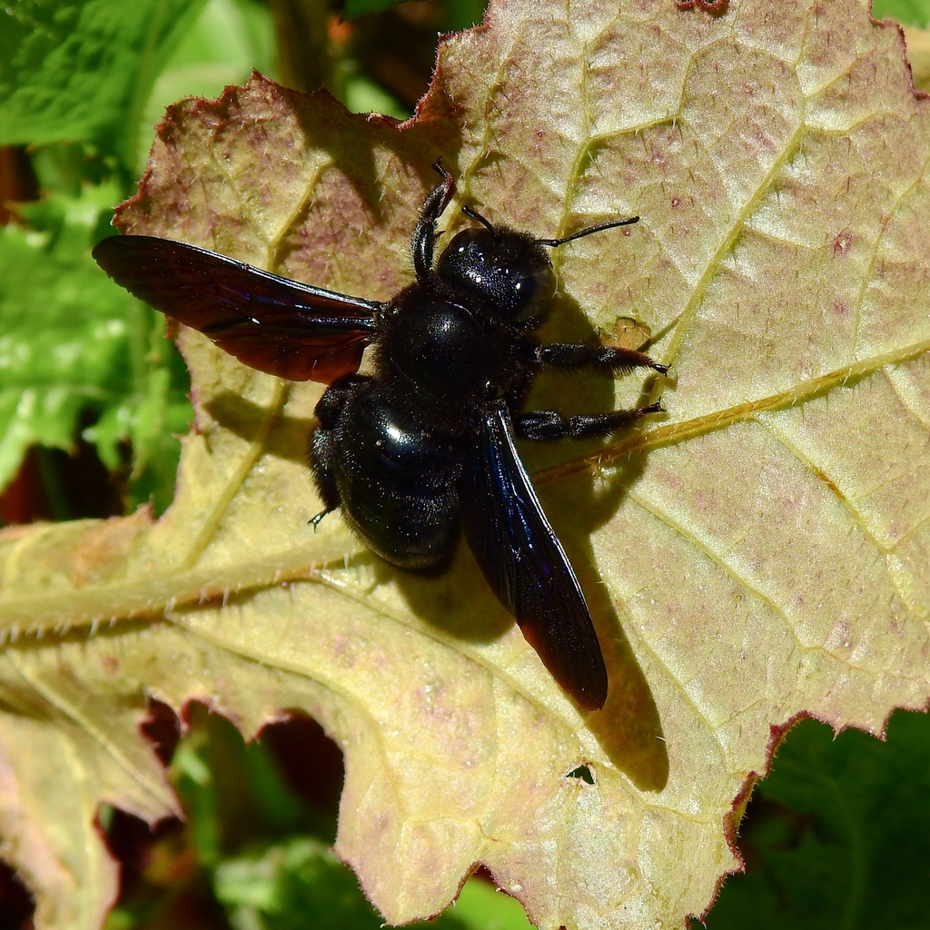 Large Carpenter Bees from Trafaria, 2825 Trafaria, Portugal on February ...