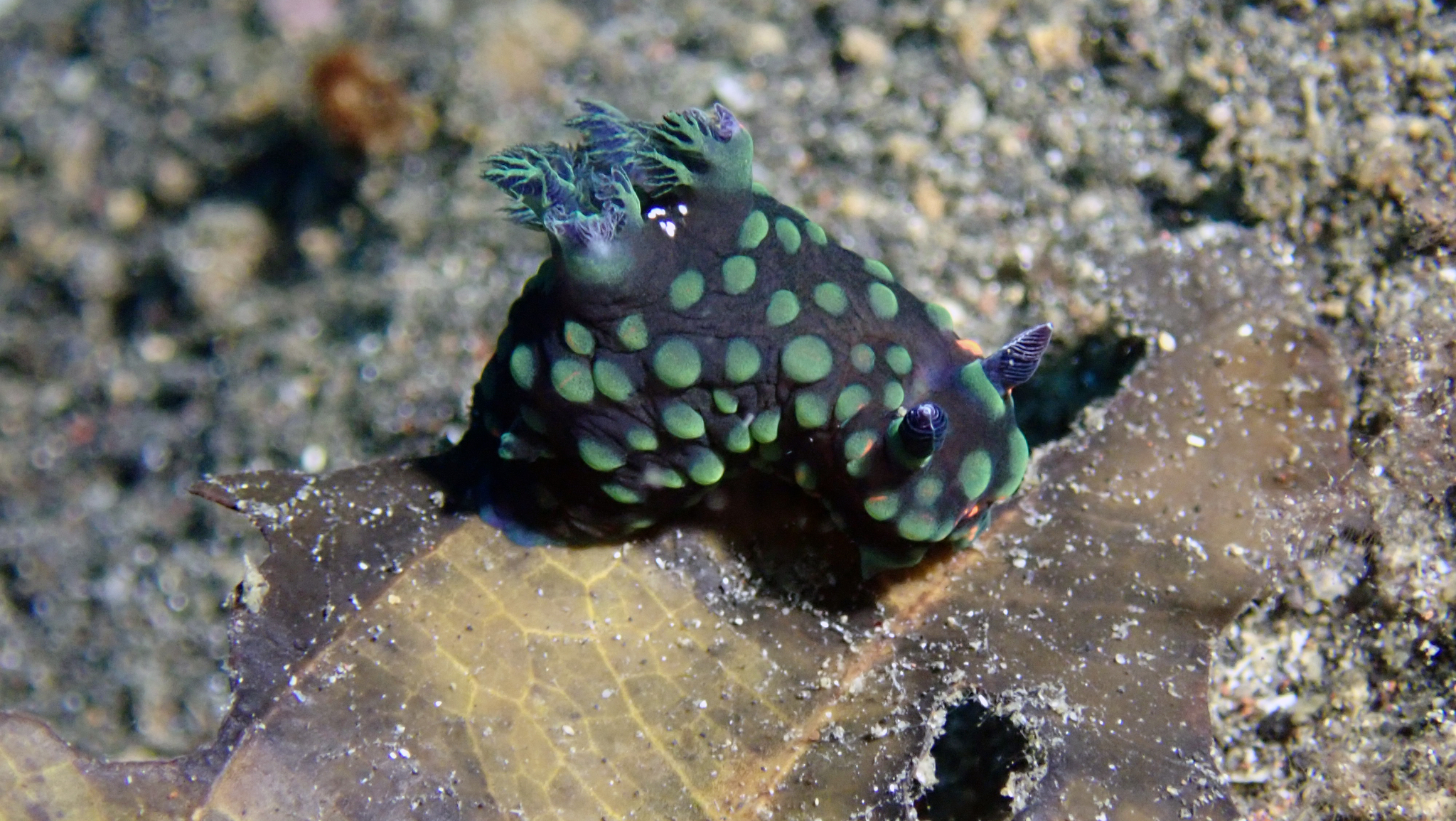 Nembrotha cristata Bergh, 1877