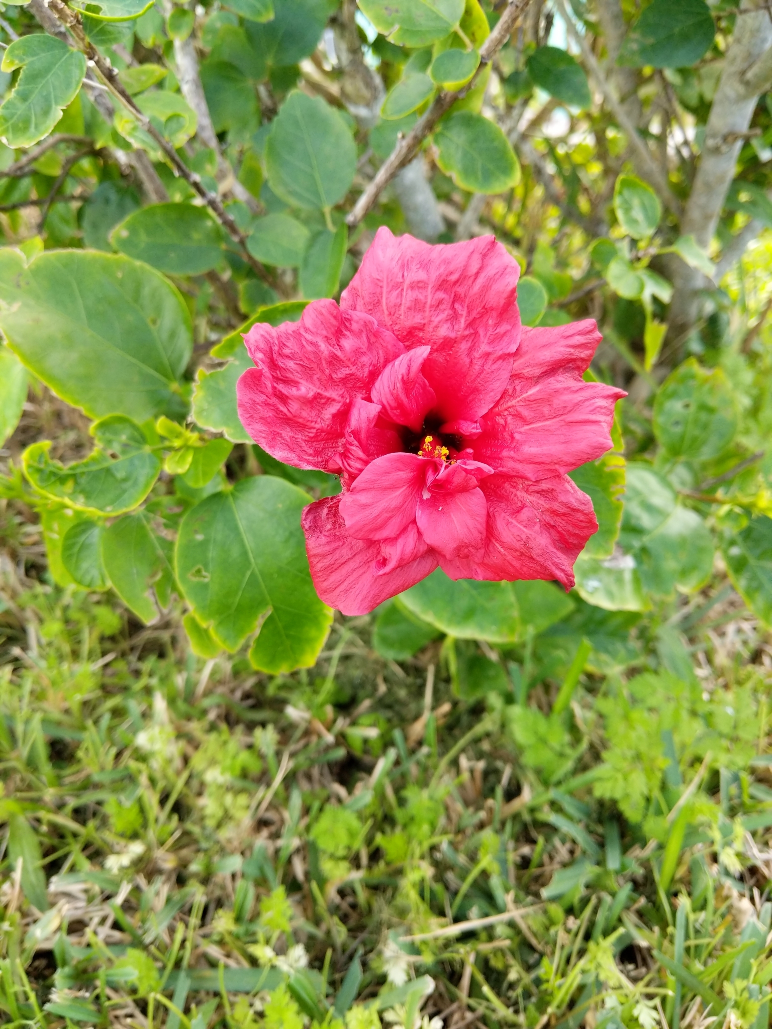 Hibiscus rosa-sinensis L.