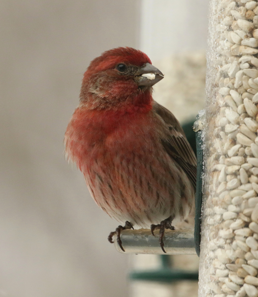 House Finch from Dallas, Texas, United States on January 31, 2023 at 11 ...