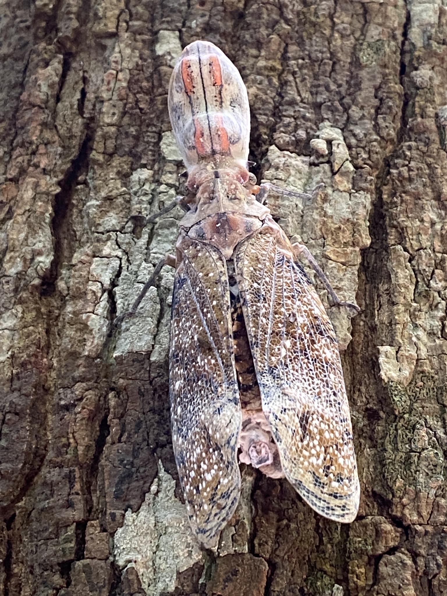 Fulgora laternaria (Linnaeus, 1758)