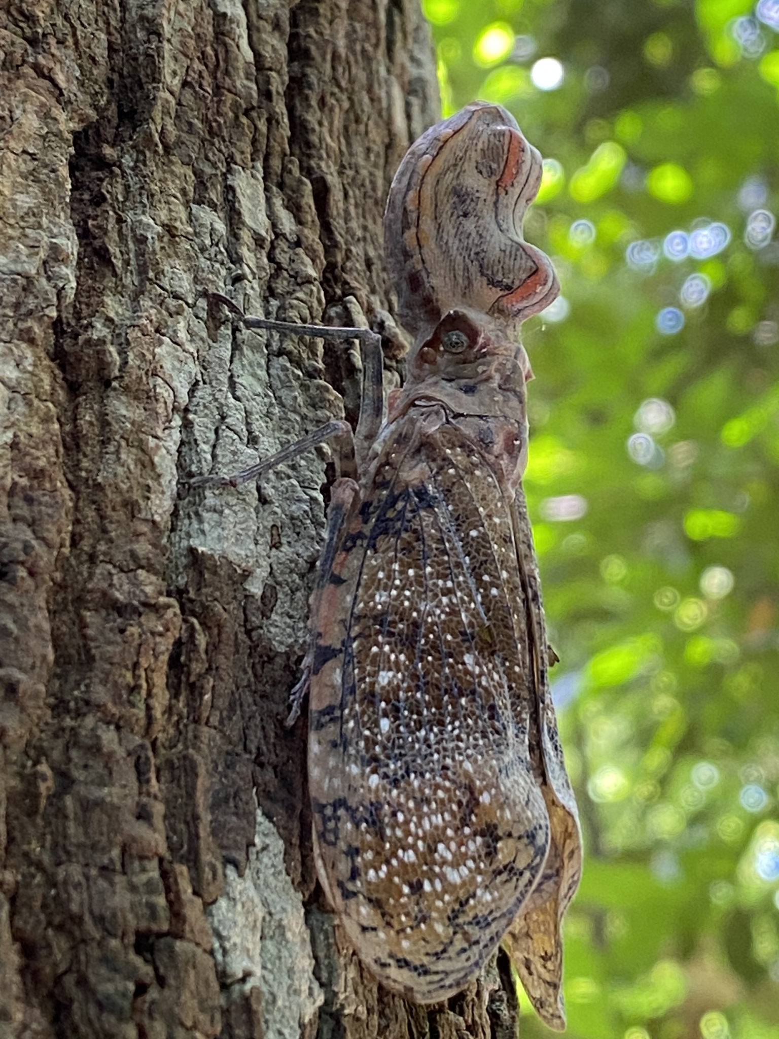 Fulgora laternaria (Linnaeus, 1758)