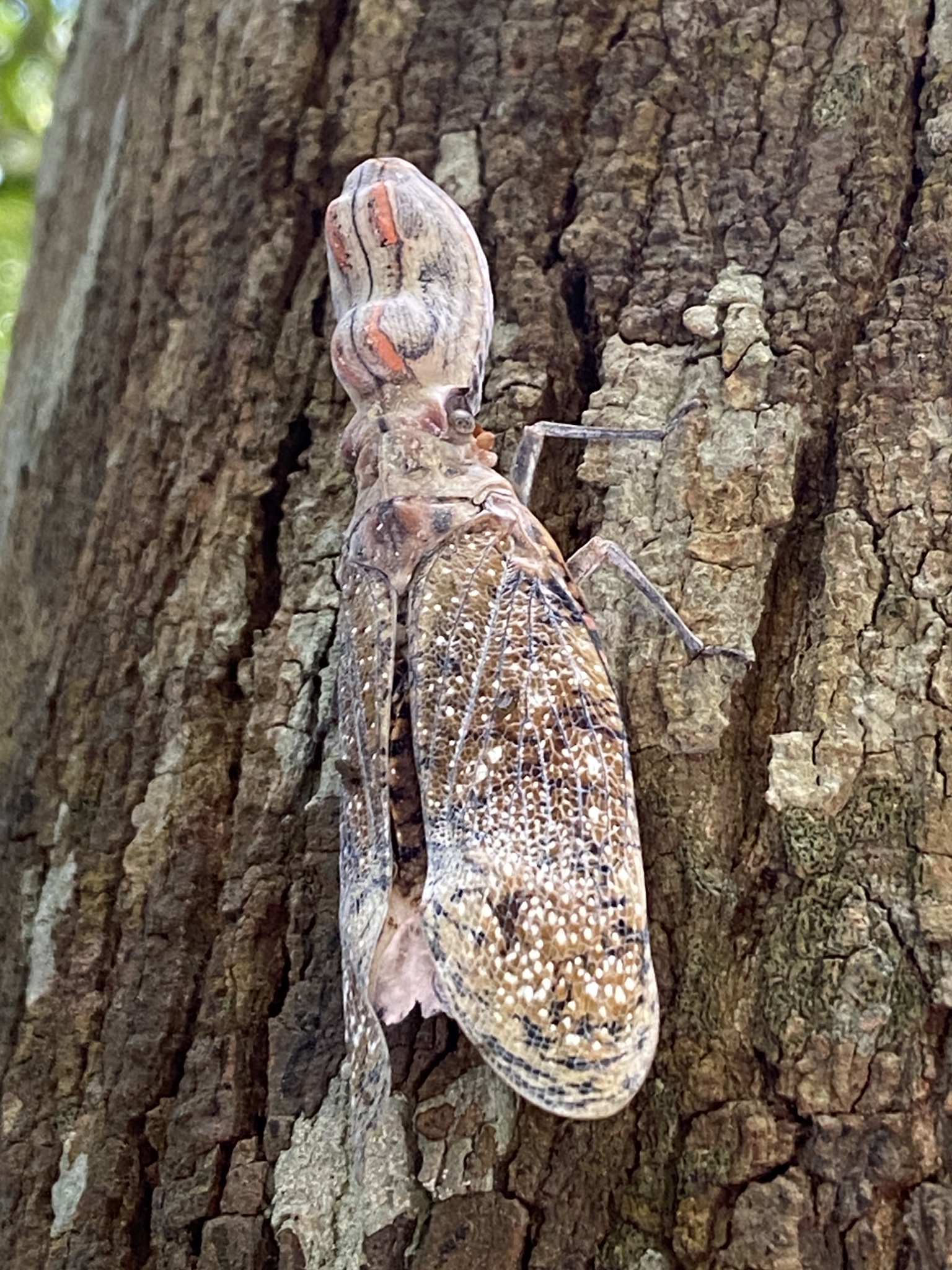 Fulgora laternaria (Linnaeus, 1758)