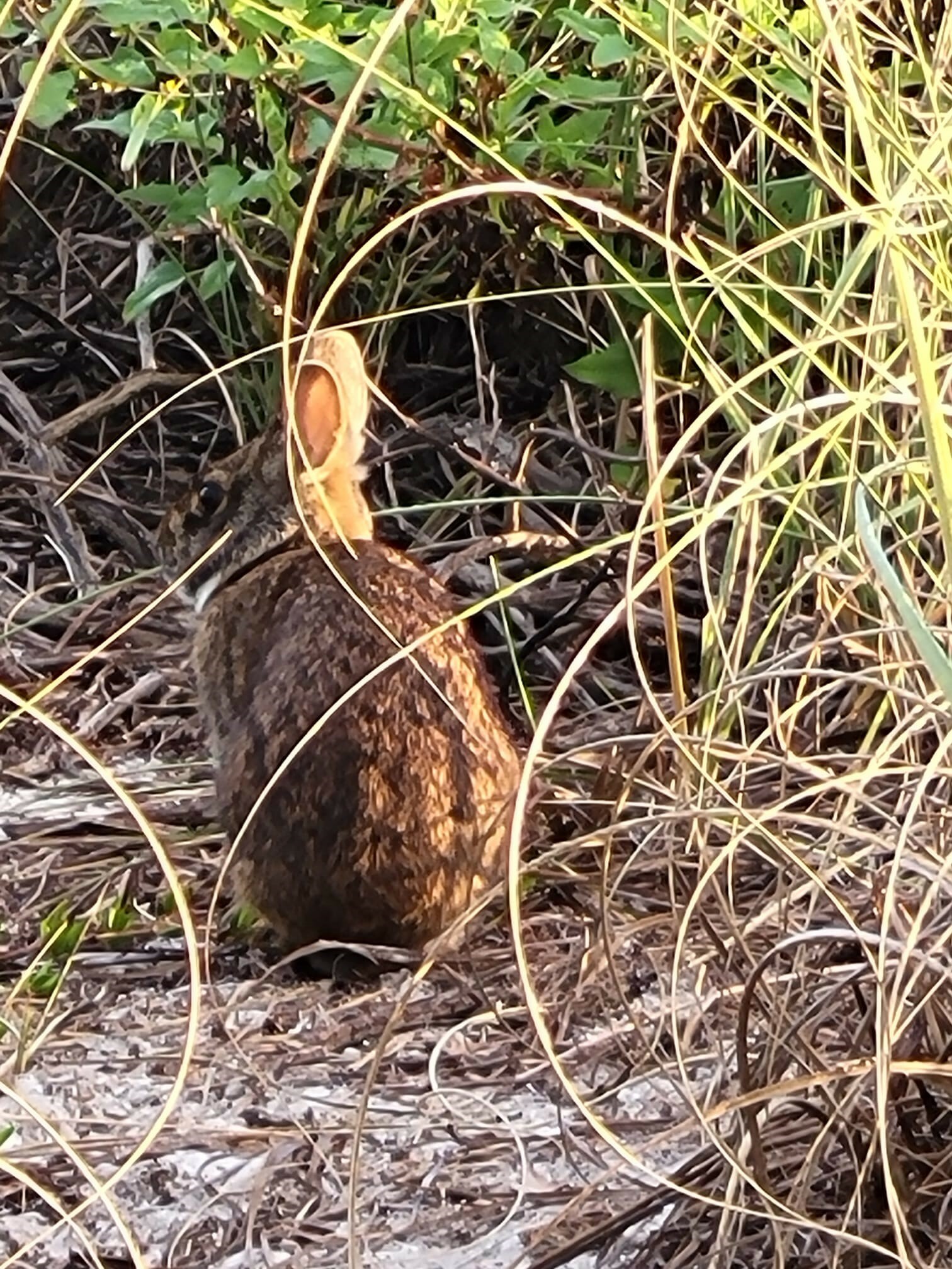 Sylvilagus palustris (Bachman, 1837)