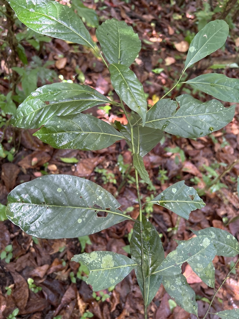 Ocotea floribunda from Puerto Rico, Orocovis, Puerto Rico, US on ...