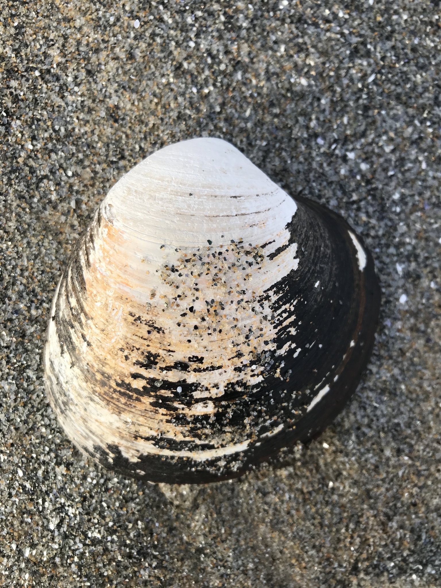 Arctica islandica (Linnaeus, 1767)