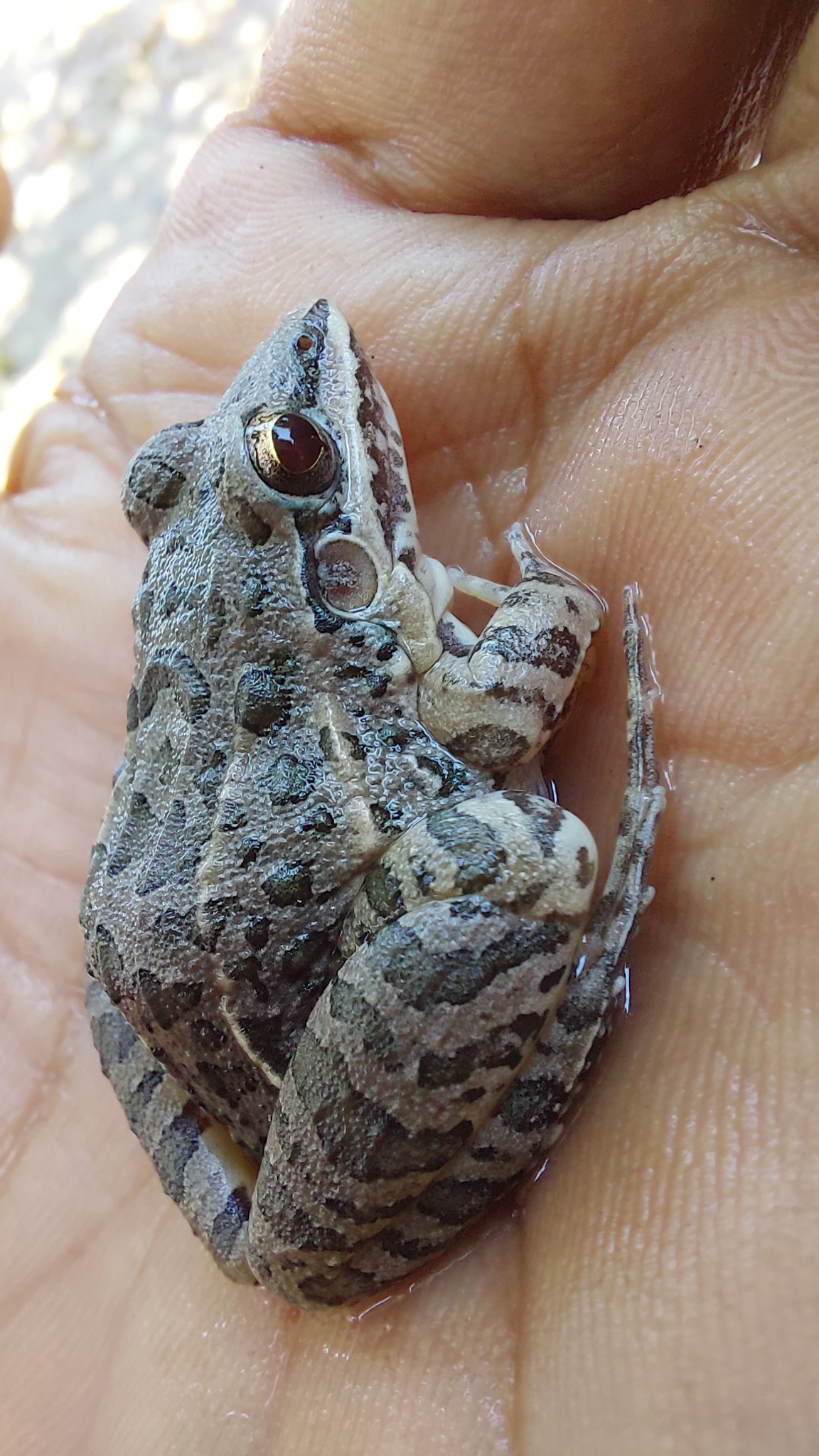 Leptodactylus fuscus (Schneider, 1799)