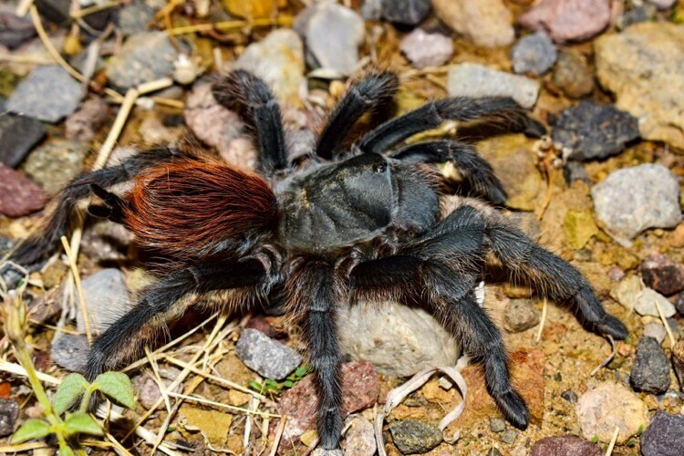 Grand Canyon Black Tarantula from Grant County, NM, USA on June 17 ...
