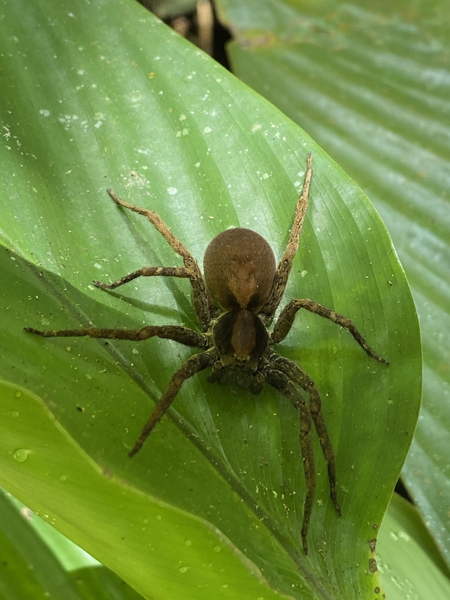 Ctenus ornatus (Keyserling, 1877)