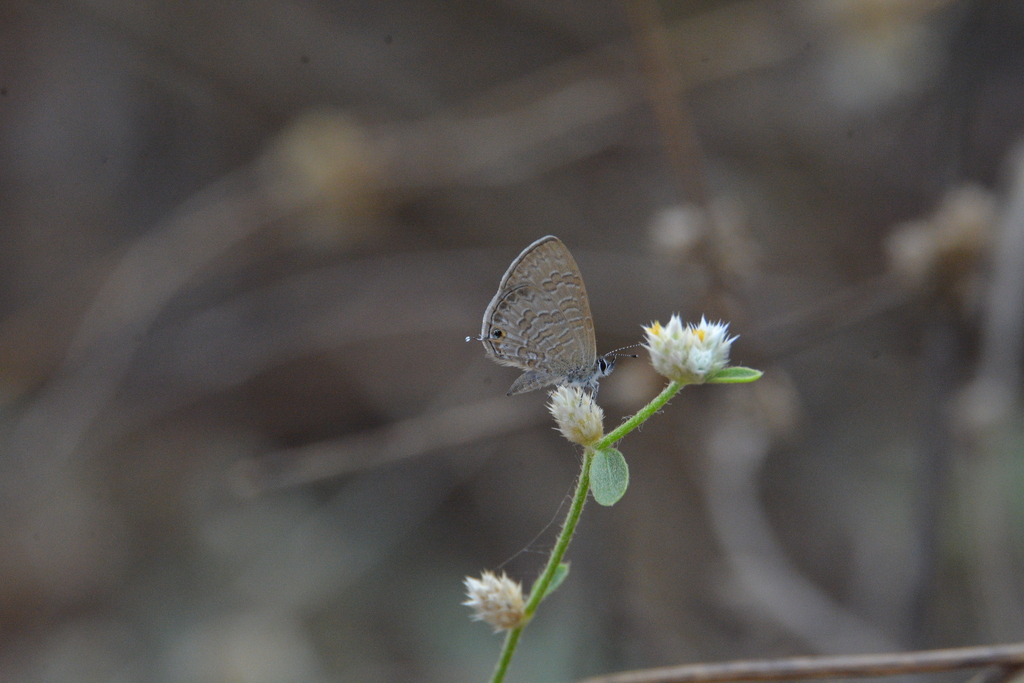 Common Line Blue from Ameenpur Lake, Ameenpur, Miyapur, Telangana ...