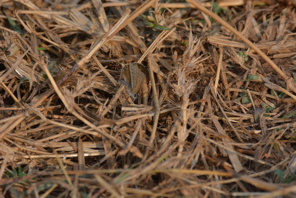 Common Line Blue from Ameenpur Lake, Ameenpur, Miyapur, Telangana ...
