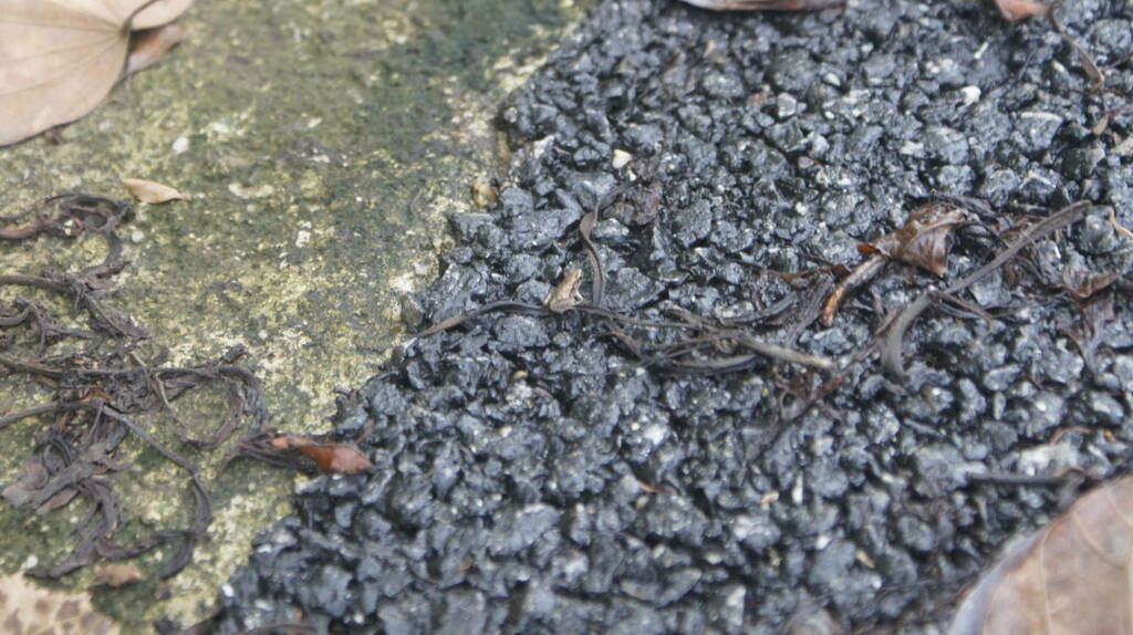 Beautiful Pygmy Frog from 中国广西壮族自治区玉林市 on May 8, 2022 at 12:52 AM by ...