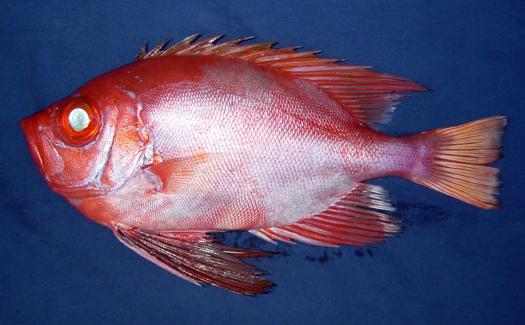 Longfin Bigeye (Cookeolus japonicus) - Marine Life Identification