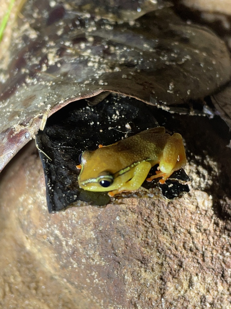 Mainland Reed Frog from Tunduru, TZ on February 2, 2023 at 08:17 PM by ...