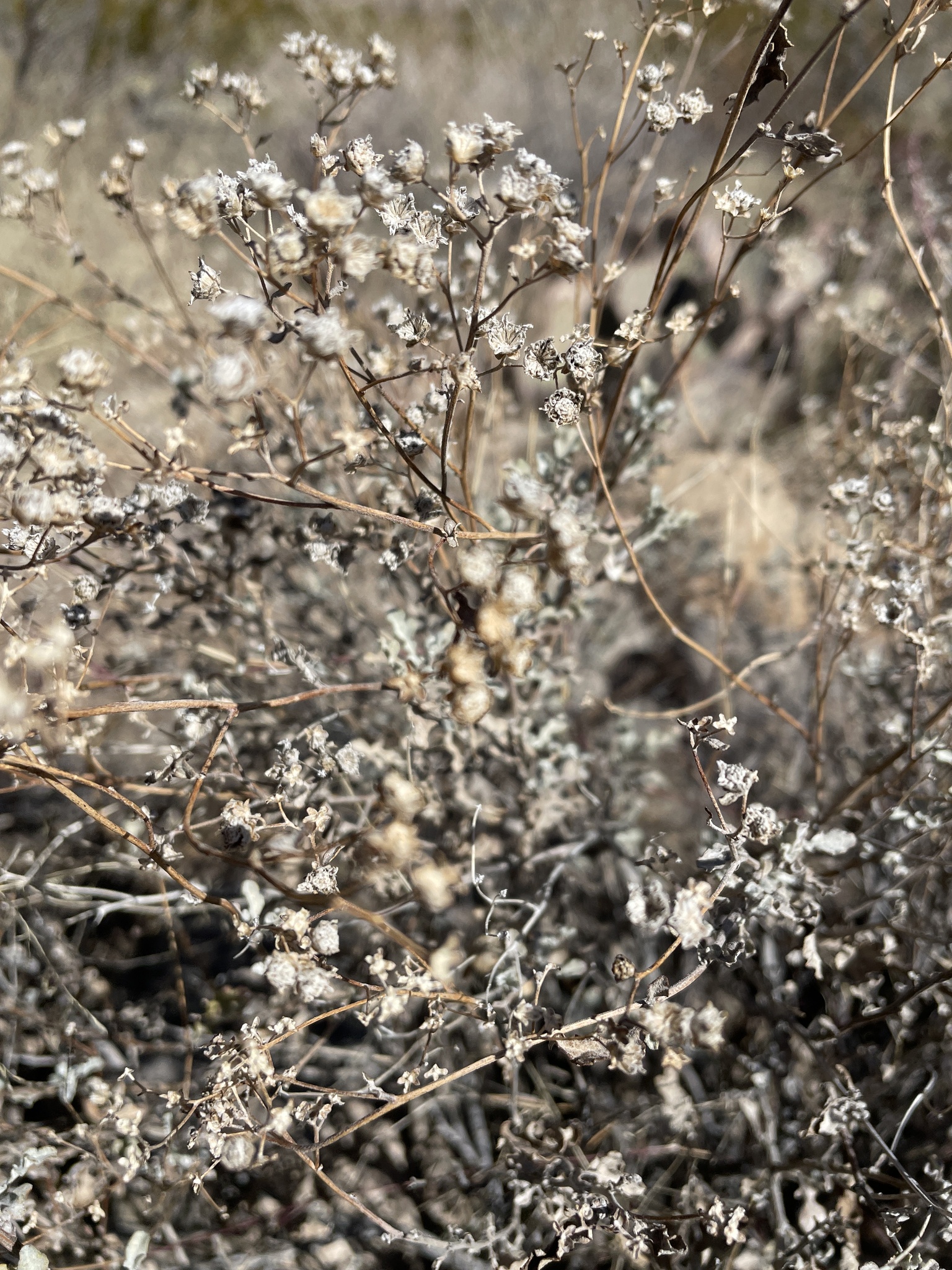 Parthenium incanum Kunth