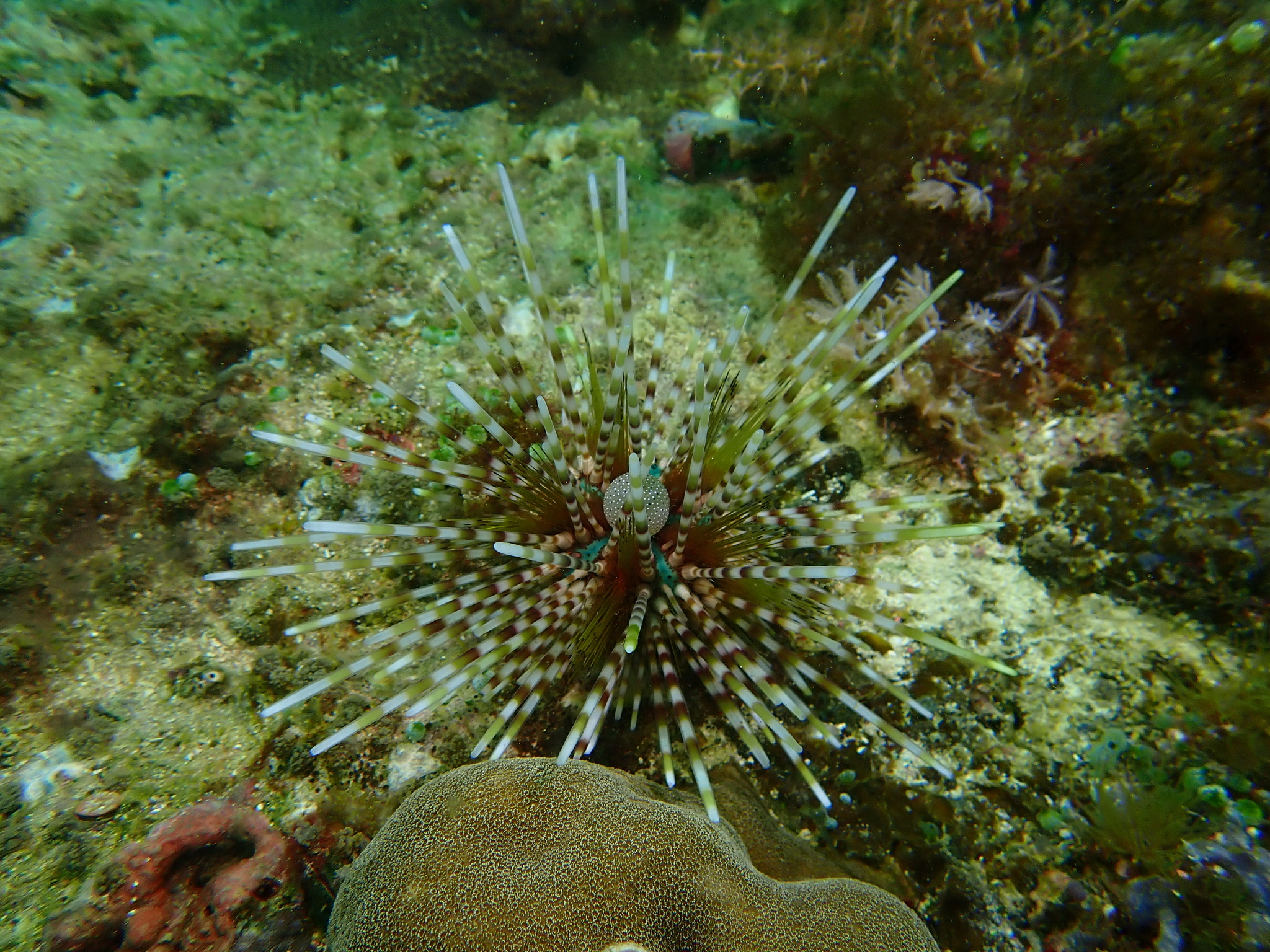 Echinothrix calamaris (Pallas, 1774)