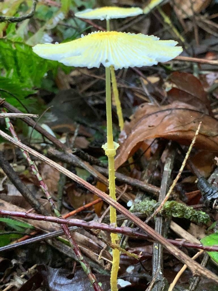 Fragile Dapperling from centro mamoní on June 22, 2021 by Bio.Mundi18 ...