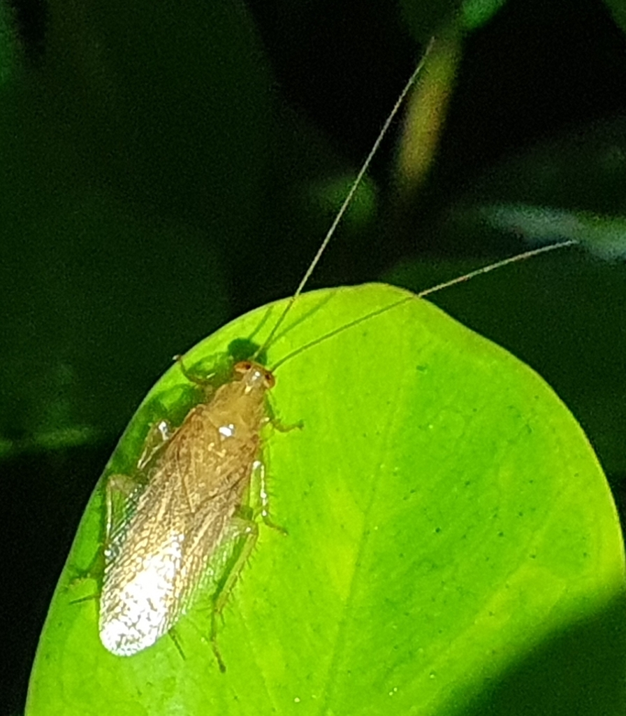 Wood Cockroaches from GXGG+8V3, Maggona, Sri Lanka on February 02, 2023 ...