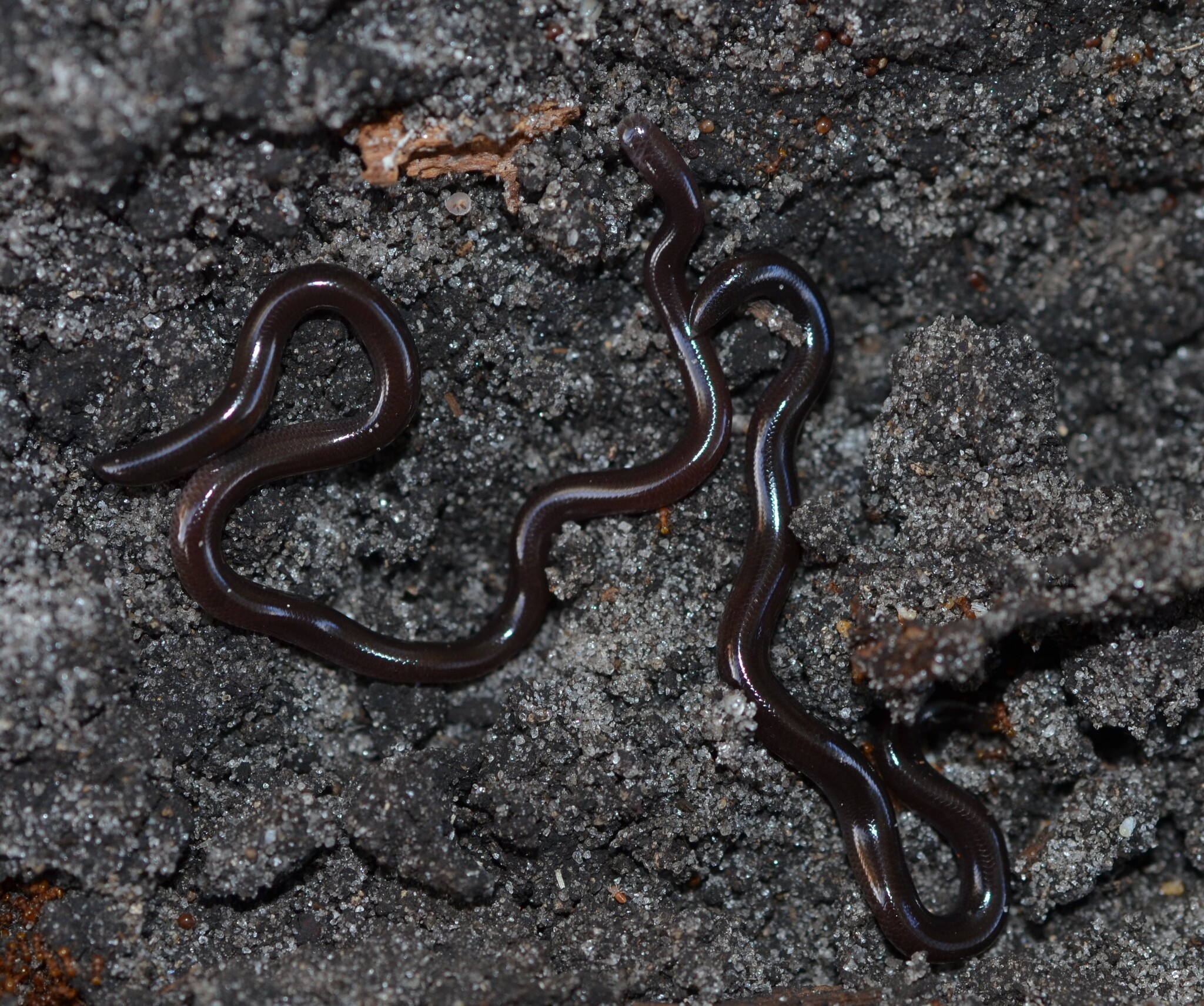 Indotyphlops Hedges, Marion, Lipp, Marin & Vidal, 2014-17