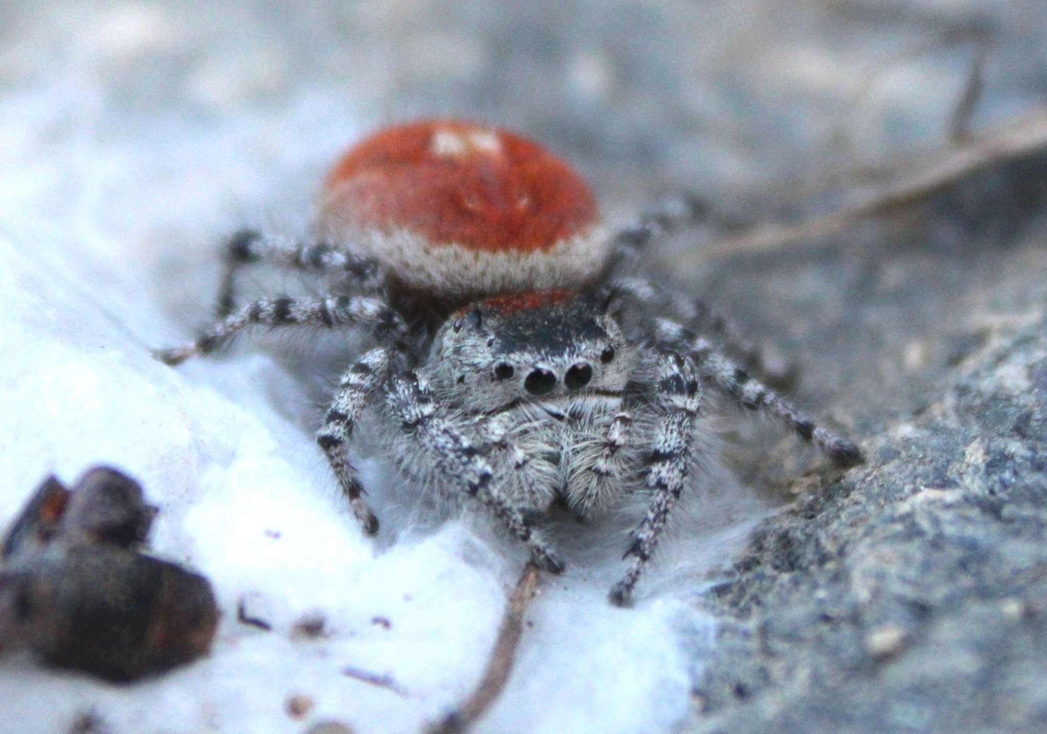 Phidippus adumbratus Gertsch, 1934
