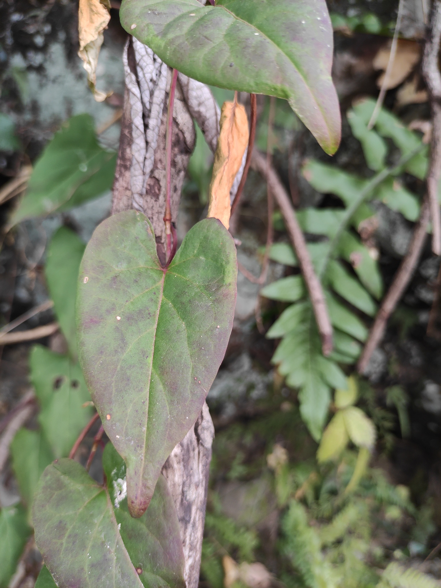 Fallopia multiflora (Thunb.) Haraldson