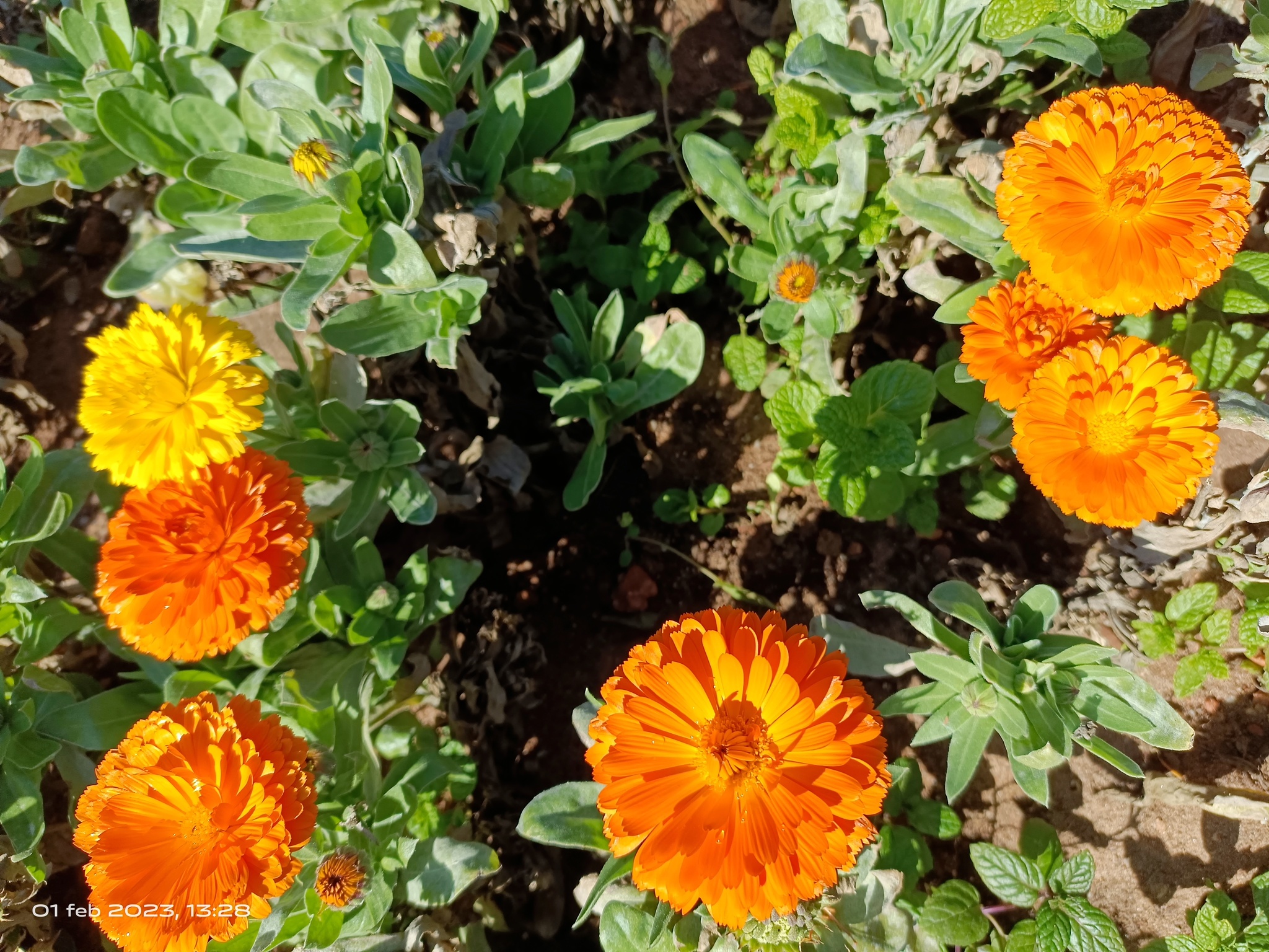 Calendula officinalis L.