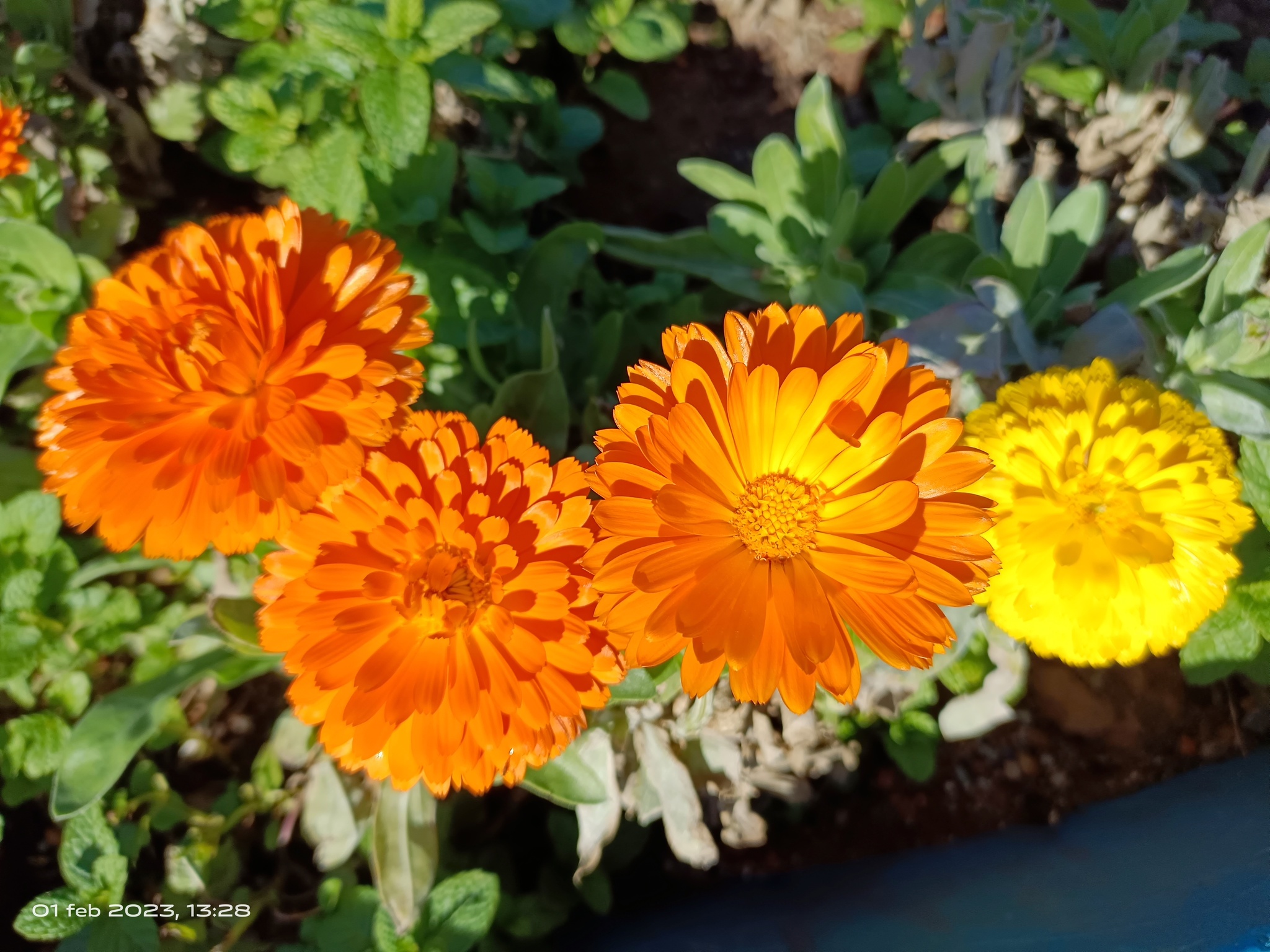 Calendula officinalis L.