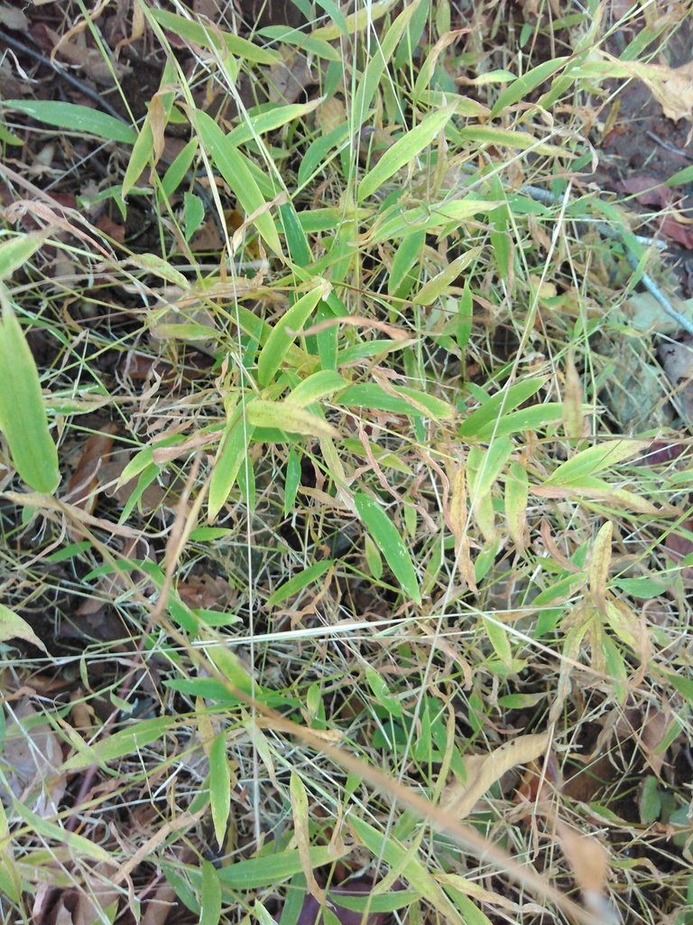 Japanese stiltgrass (First State NHP Plants) · iNaturalist