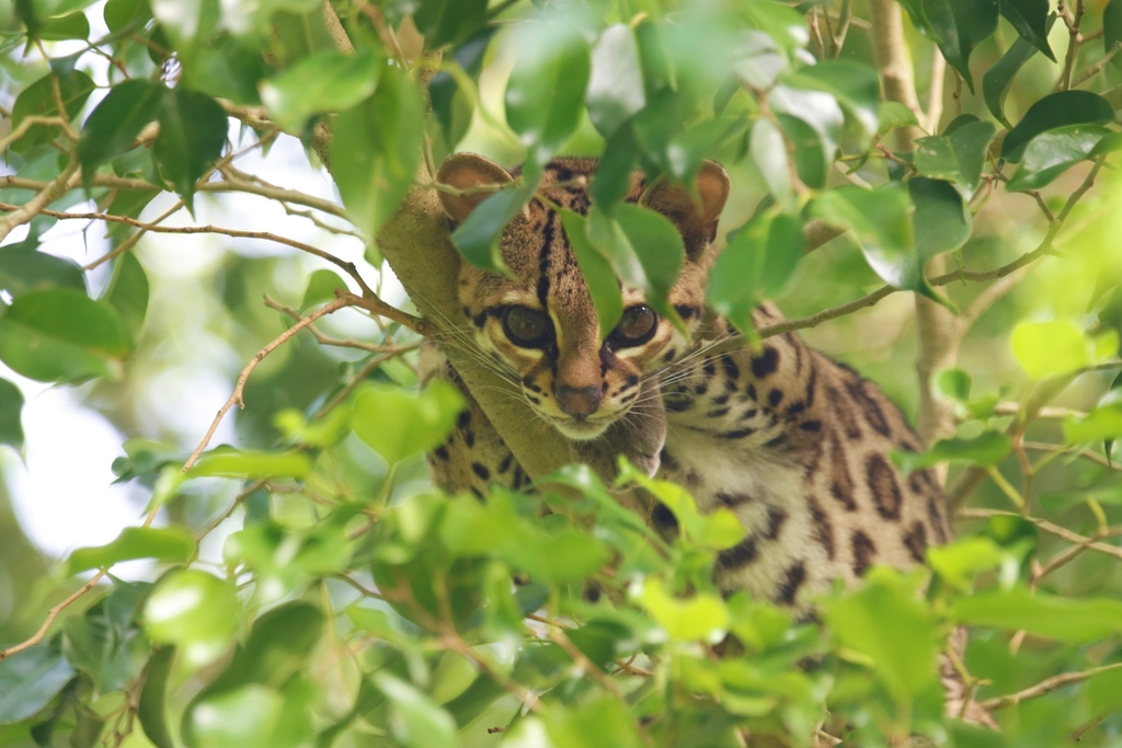 Felids (Felidae) - Know Your Mammals