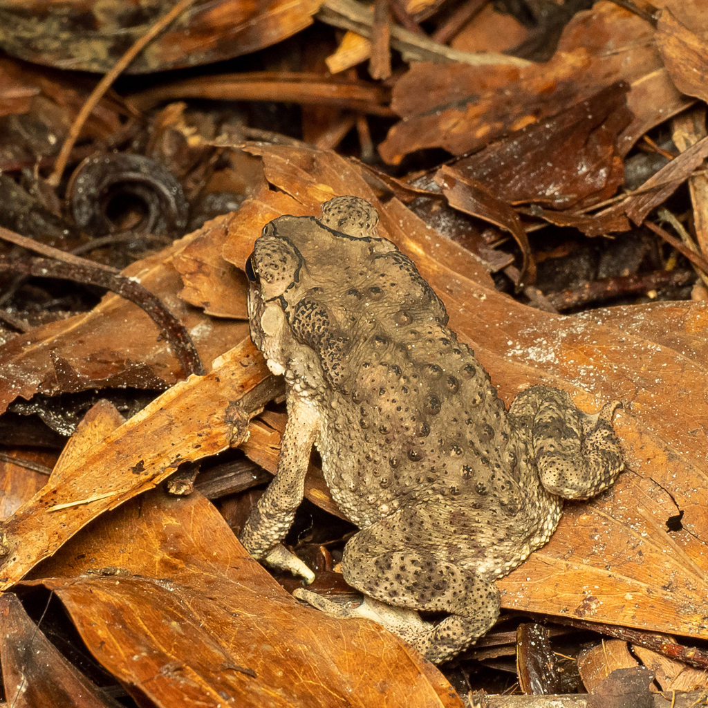 Asian Common Toad from Toamasina Rural, Madagascar on January 27, 2023 ...
