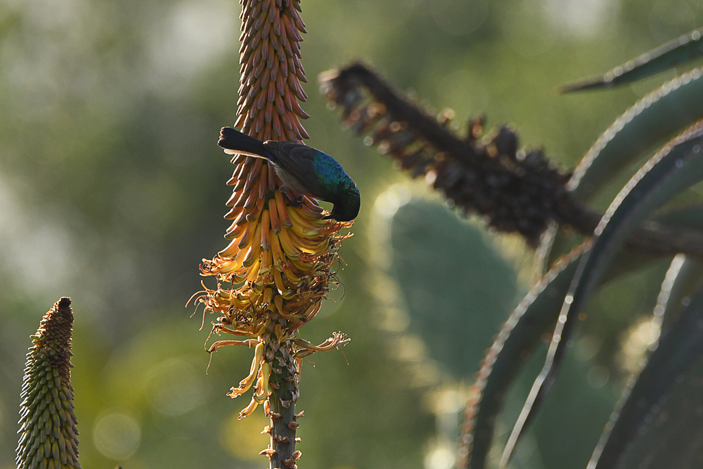 Southern Greater Double-collared Sunbird from Colchester, Gqeberha ...