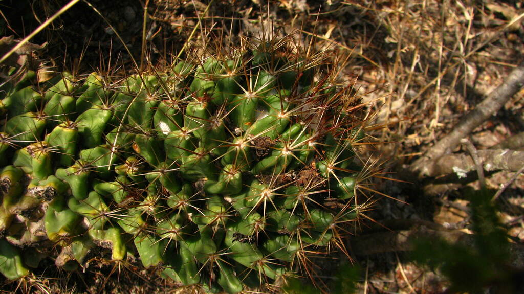 Coryphantha octacantha from Cadereyta, Qro., México on April 15, 2022 ...