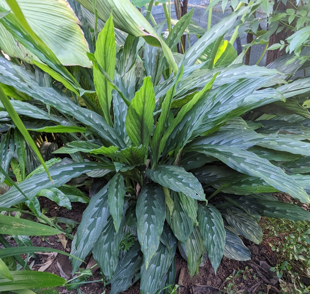 Peacock Ginger from VCQR+F6V, Po, Wiang Kaen District, Chiang Rai 57310 ...