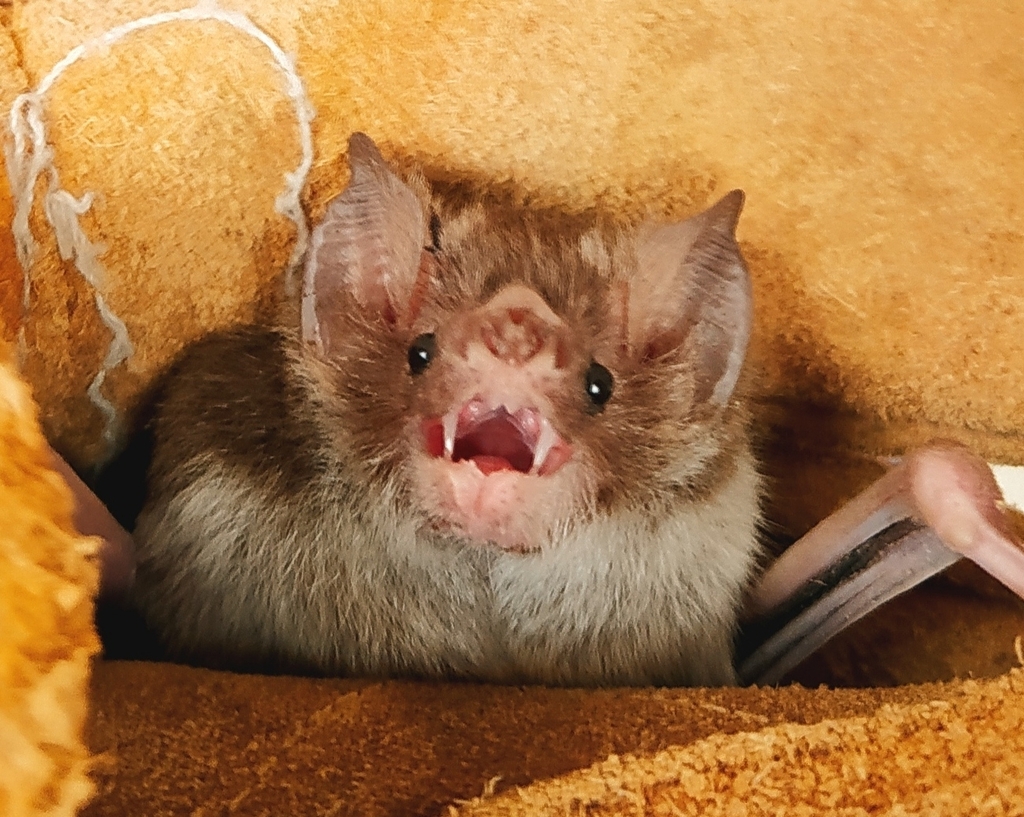 Common Vampire Bat from Temozon Norte, Mérida, Yuc., Messico on October ...