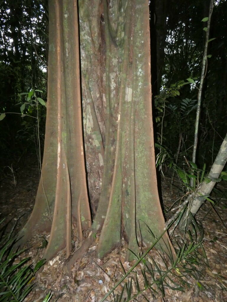 Swartzia polyphylla (Especies forestales de la amazonía peruana ...