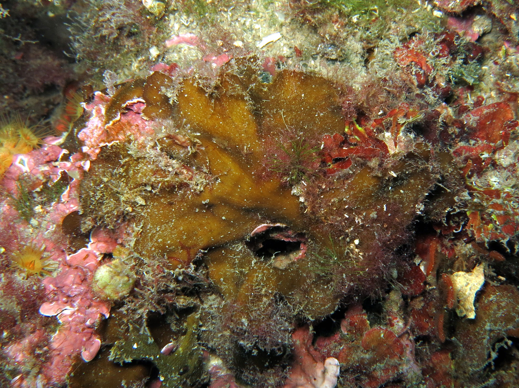 Cutleriaceae