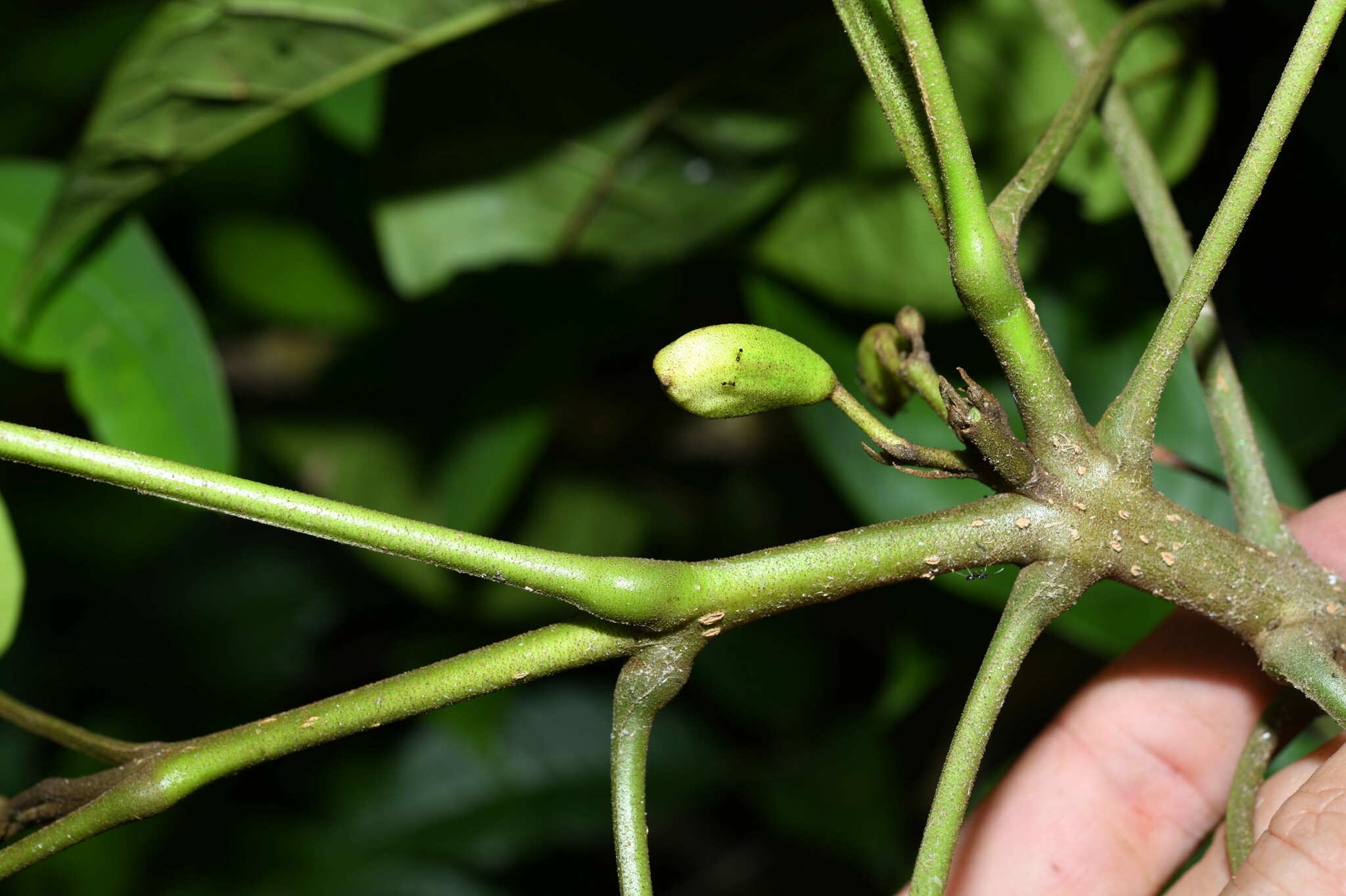 Tabebuia fluviatilis (Aubl.) DC.